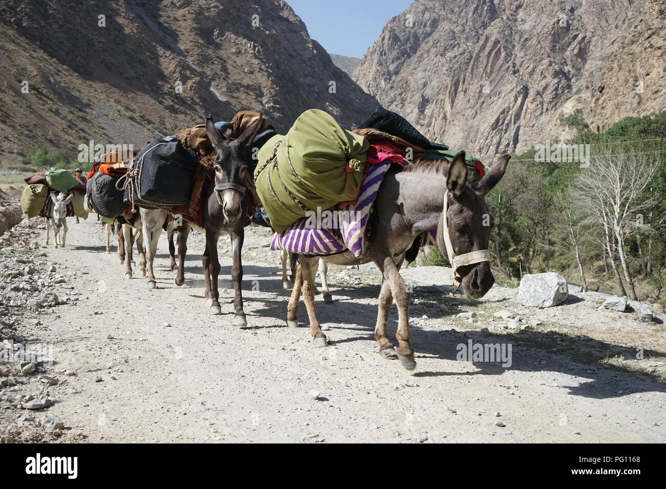 Fann mountains donkey hi-res stock photography and images - Alamy