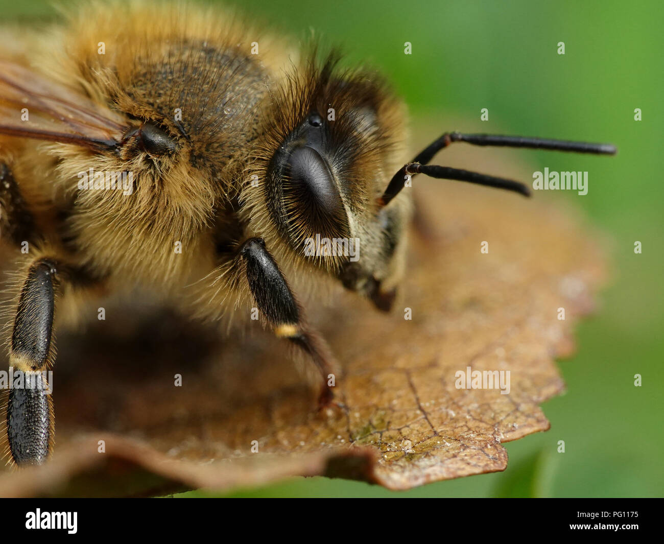 Macro photo of the European honey bee in its natural habitat in Denmark ...