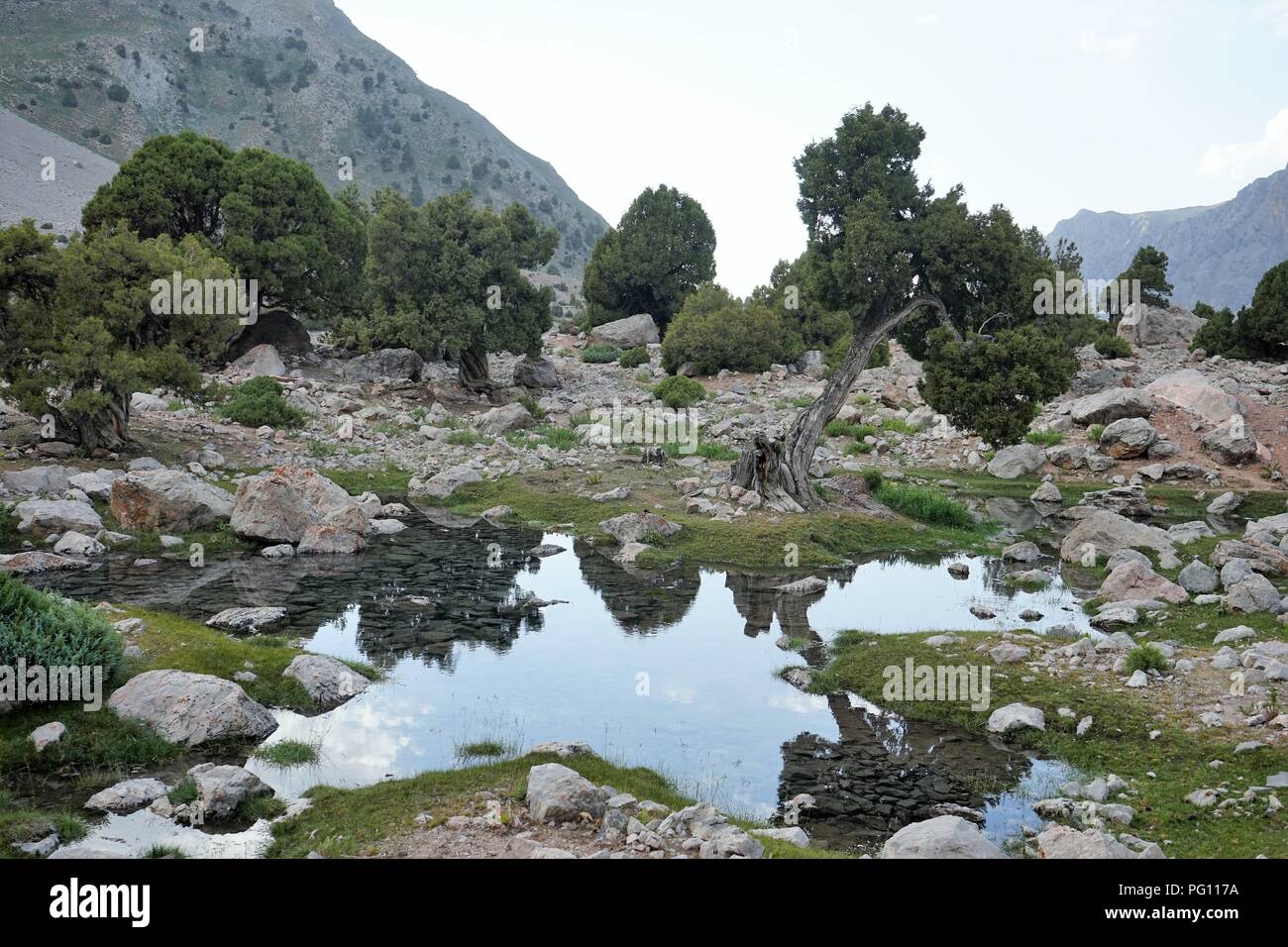 Central asia plants hi-res stock photography and images - Alamy