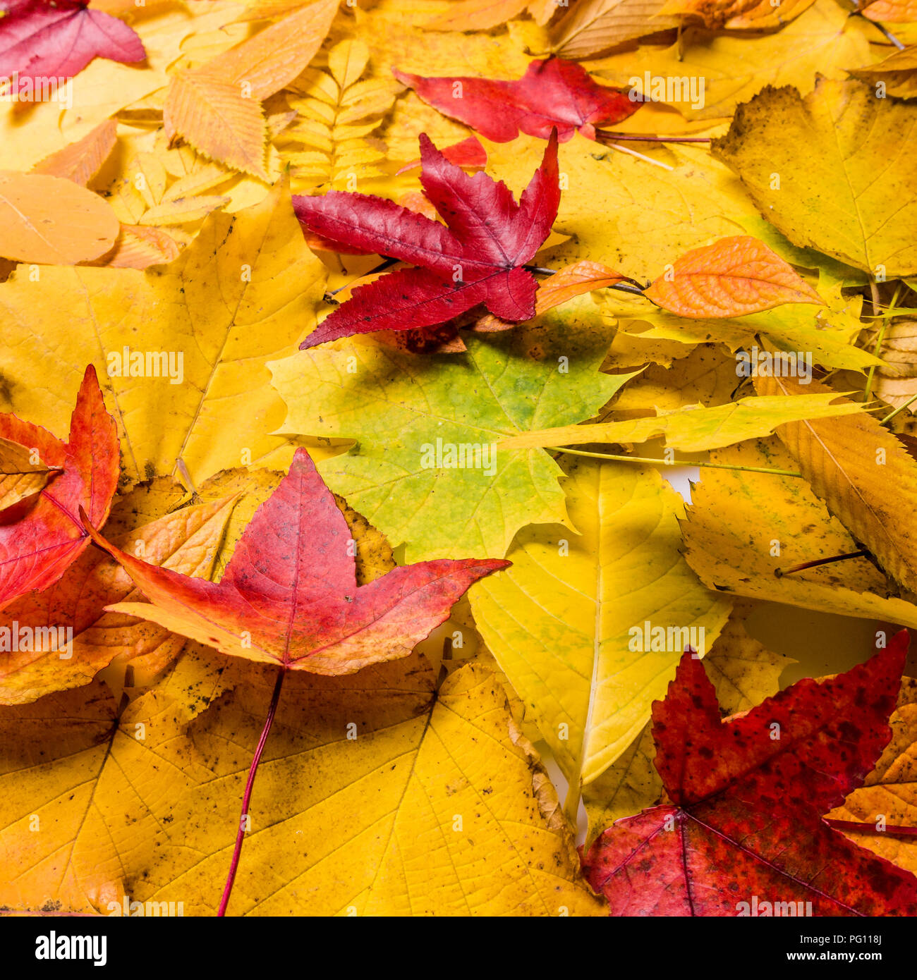 Editable leaves hi-res stock photography and images - Alamy