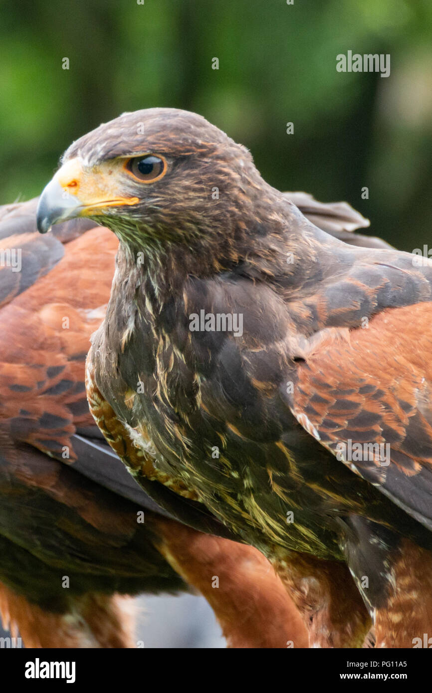 Predator hawk hi-res stock photography and images - Alamy