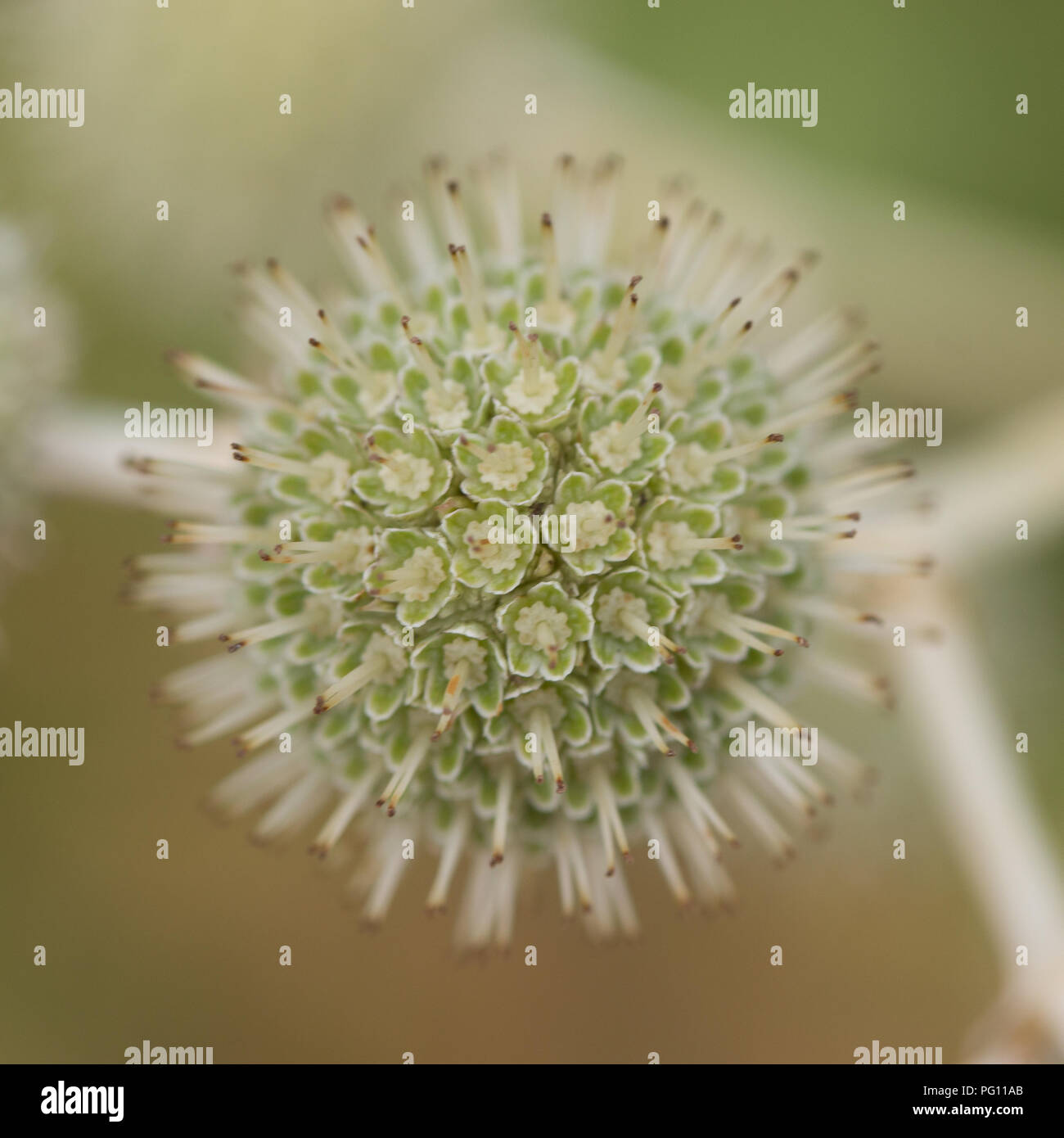 Macro shot small spherical hi-res stock photography and images - Alamy