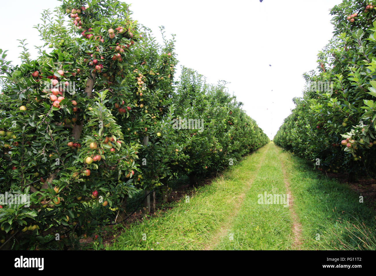 High density apple orchard hi-res stock photography and images - Alamy