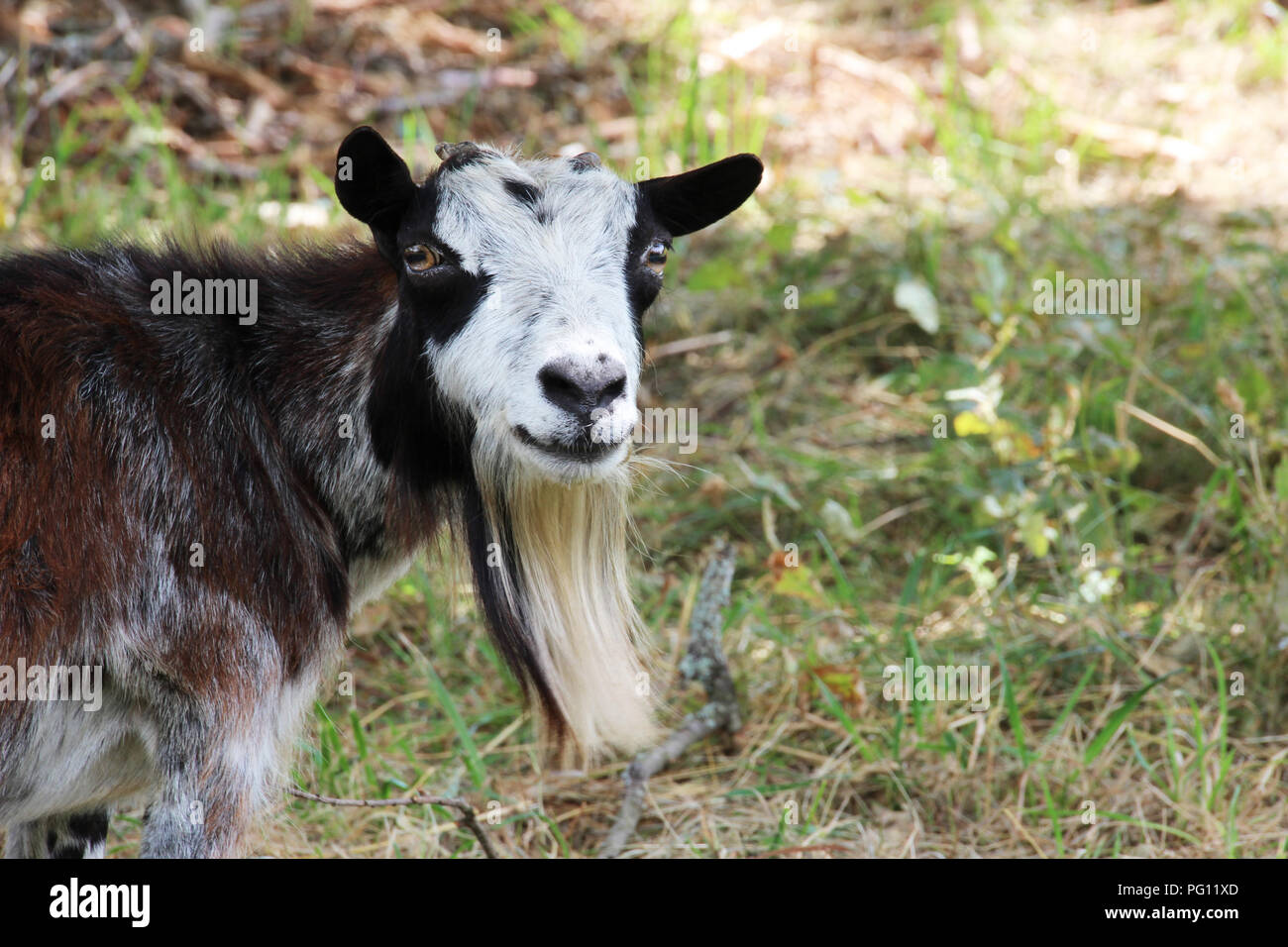 goat in fields, eyes to camera with enormous beard Stock Photo - Alamy