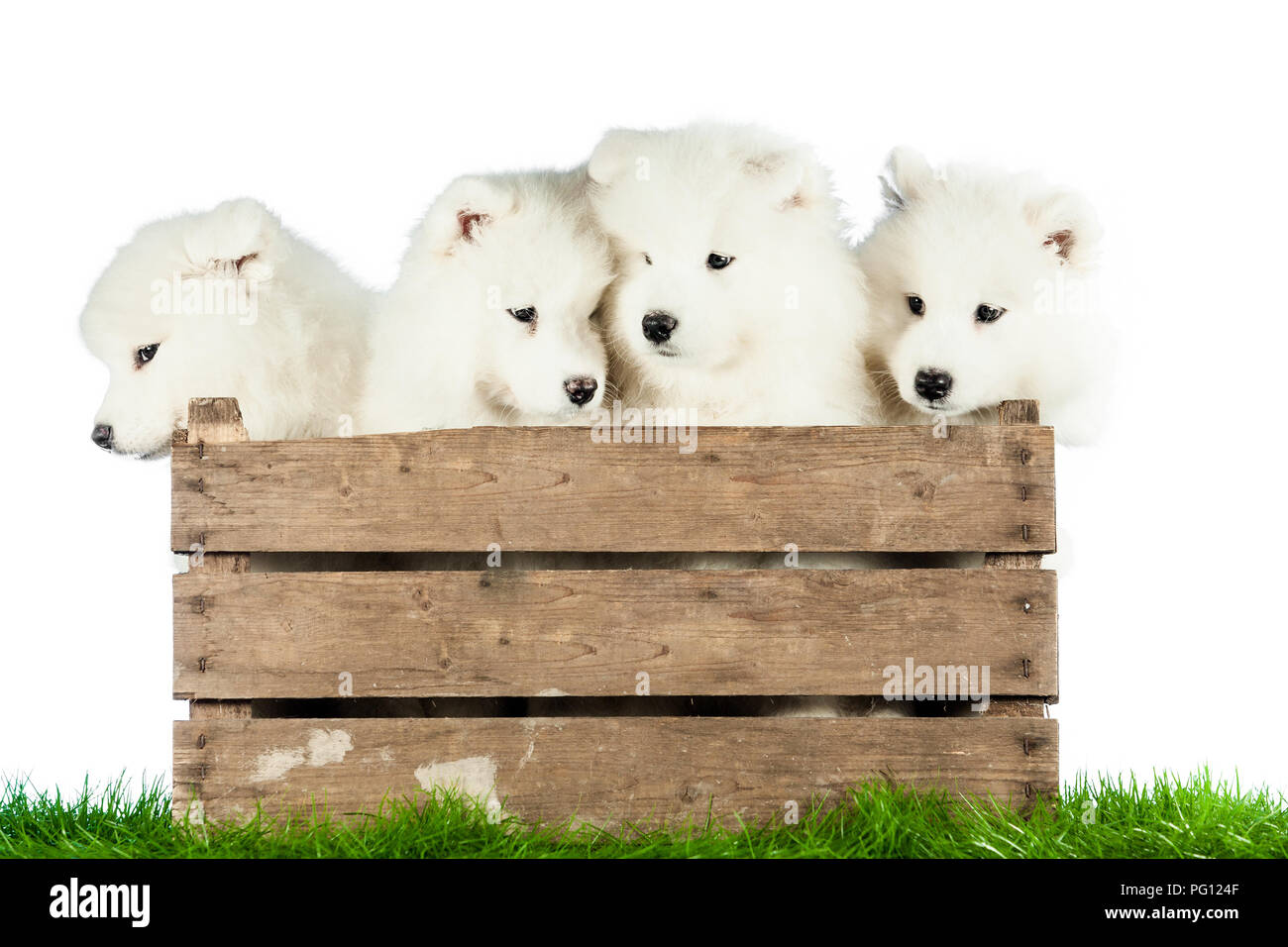 Samoyed Puppies in a box Stock Photo - Alamy