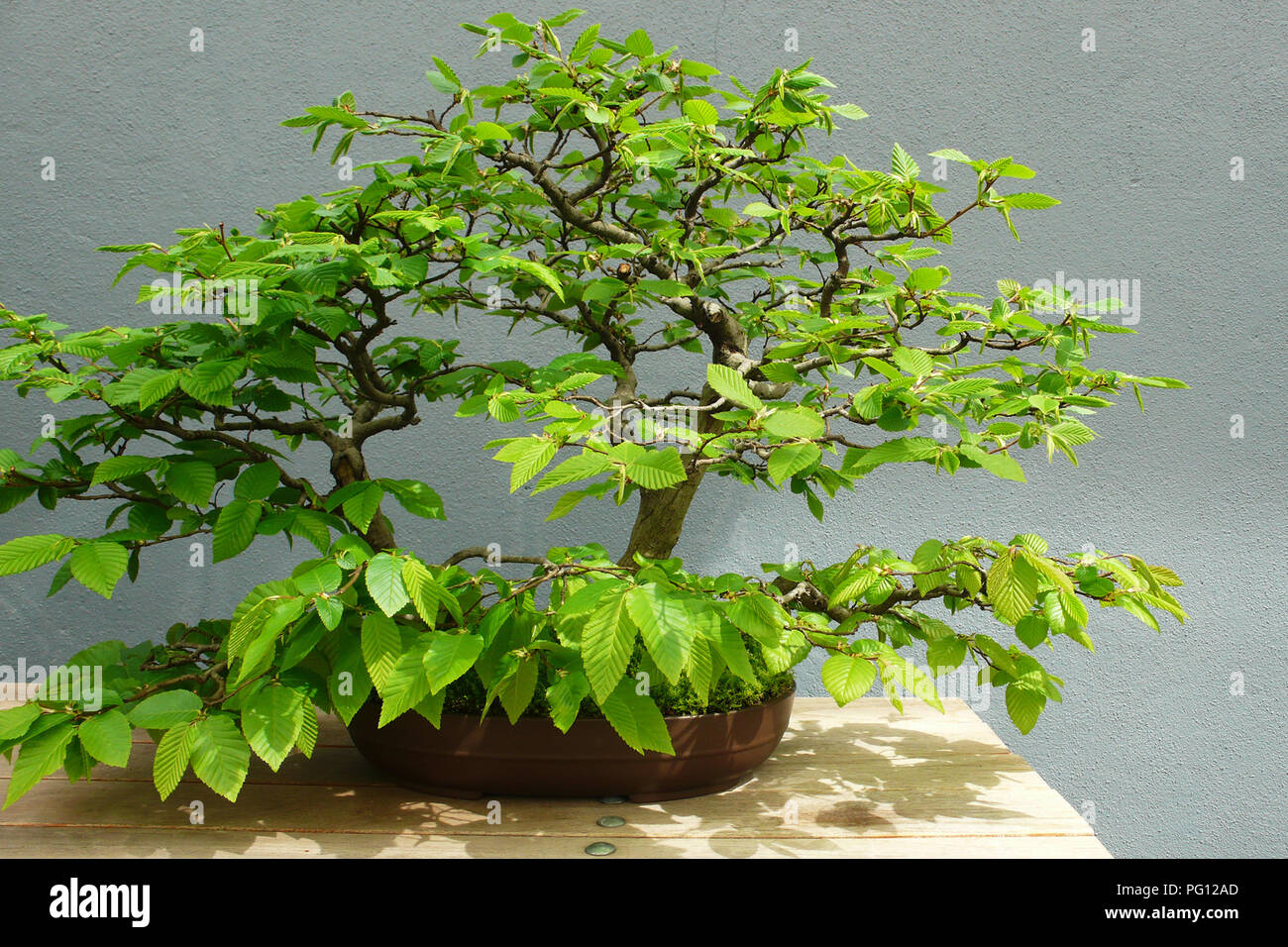 bonsai trees, with green leaves in shadows, sunlight against grey ...