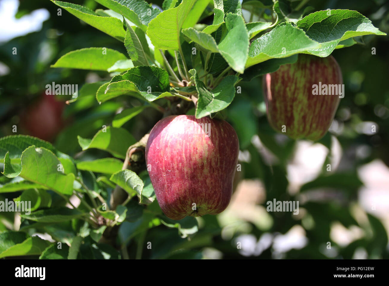 Clode detail hi-res stock photography and images - Alamy
