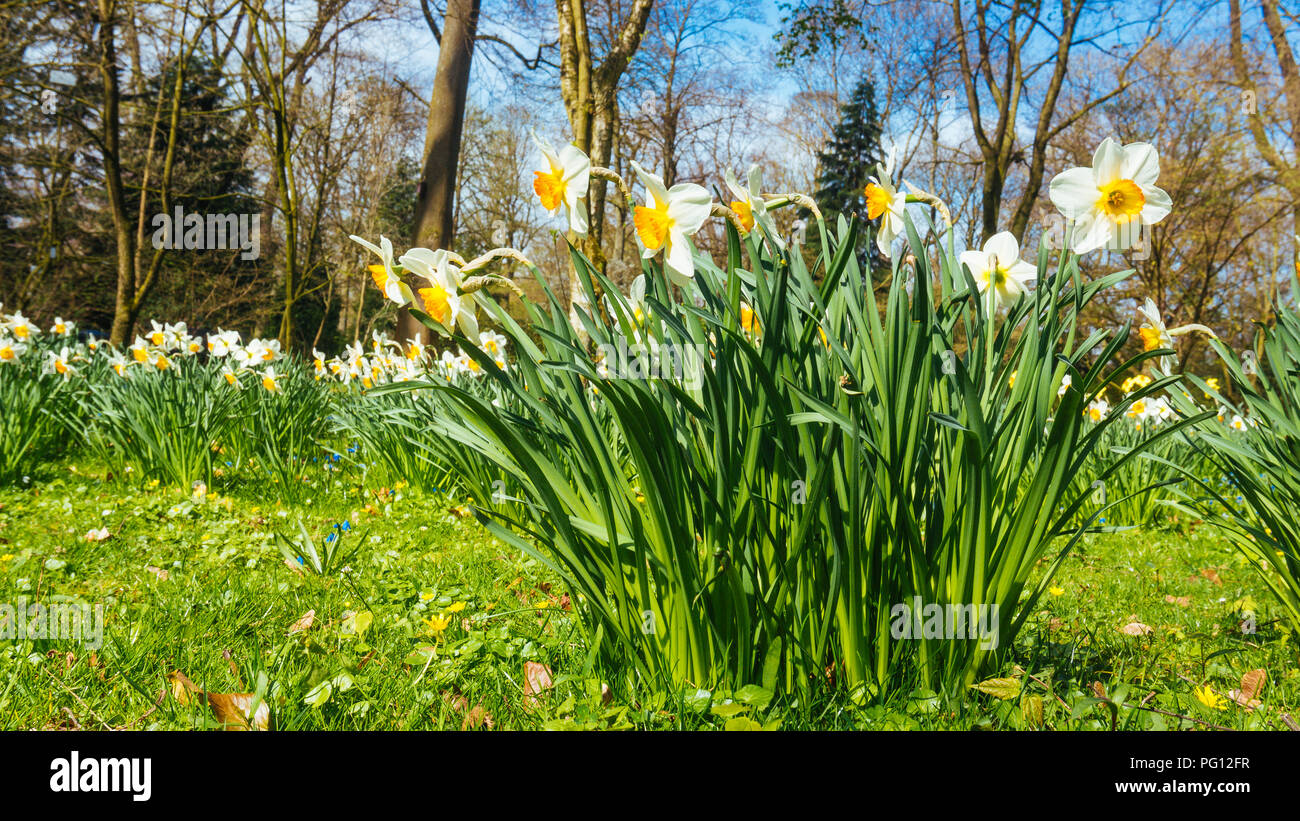 Spring background with daffodil narcissus flowers Stock Photo - Alamy