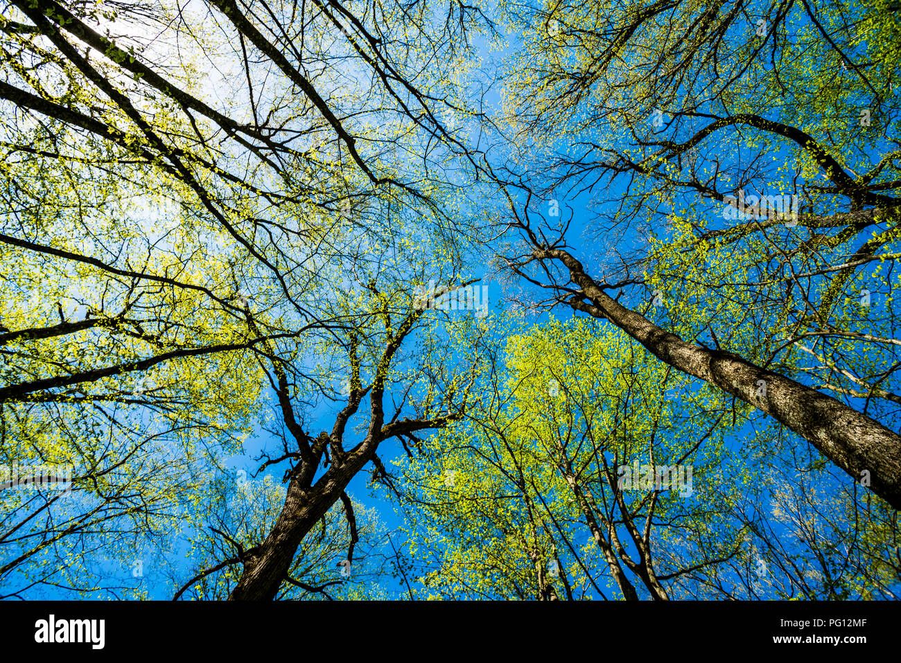 Summer forest bottom view lush hi-res stock photography and images - Alamy