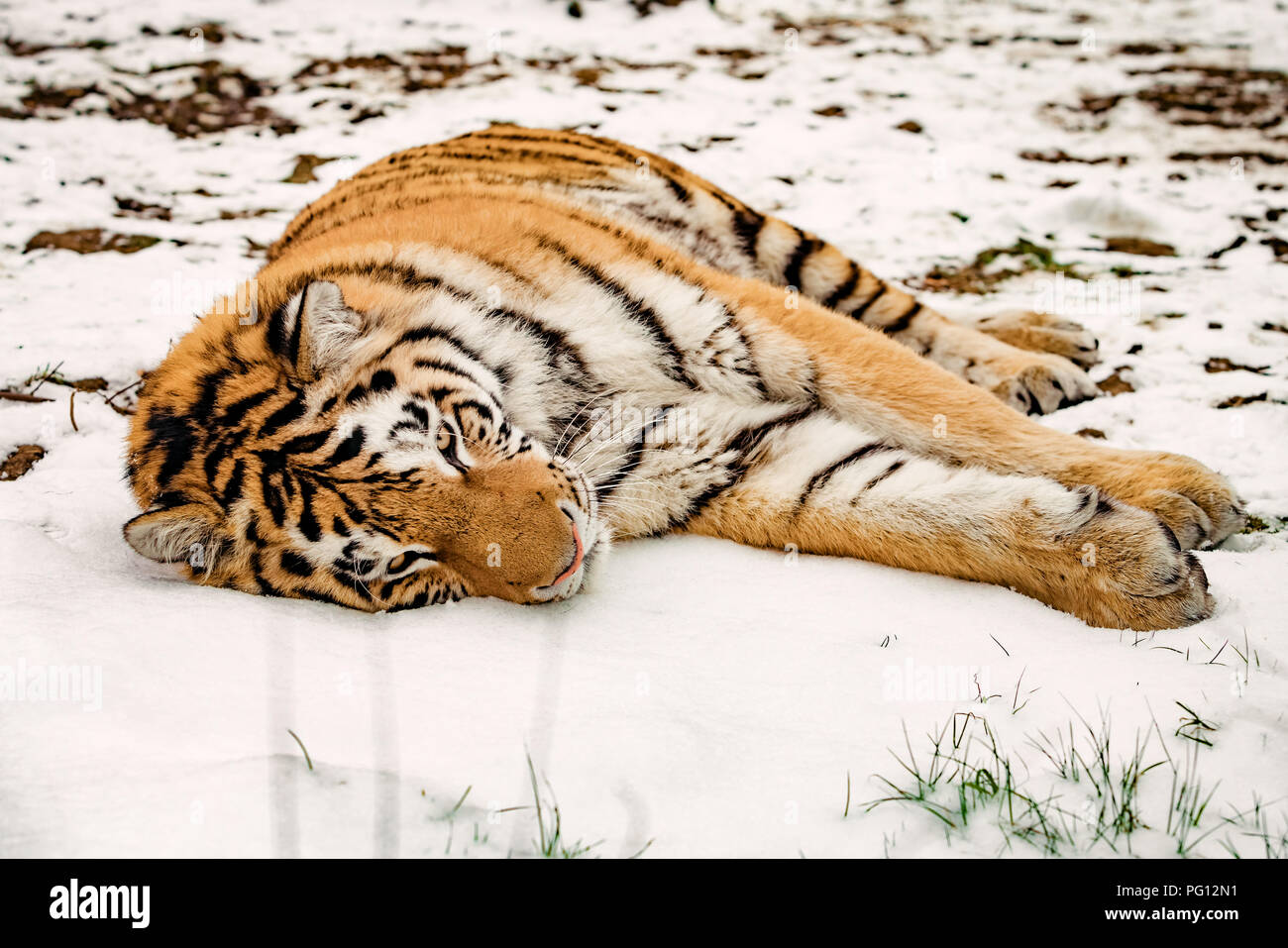 Tiger in the snow Stock Photo - Alamy