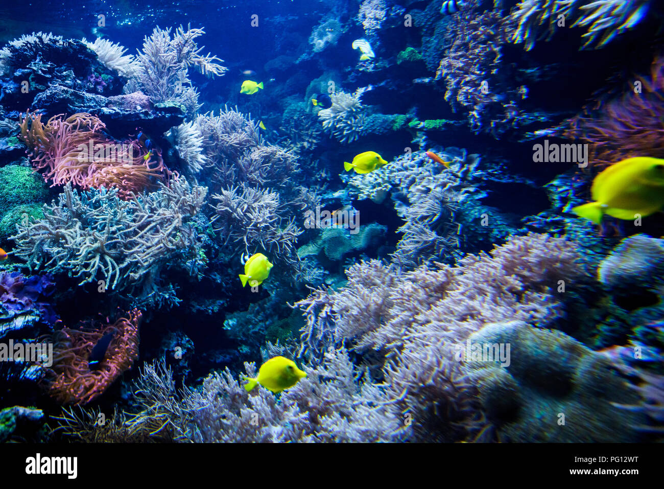 Aquarium. Underwater life landscape Stock Photo - Alamy