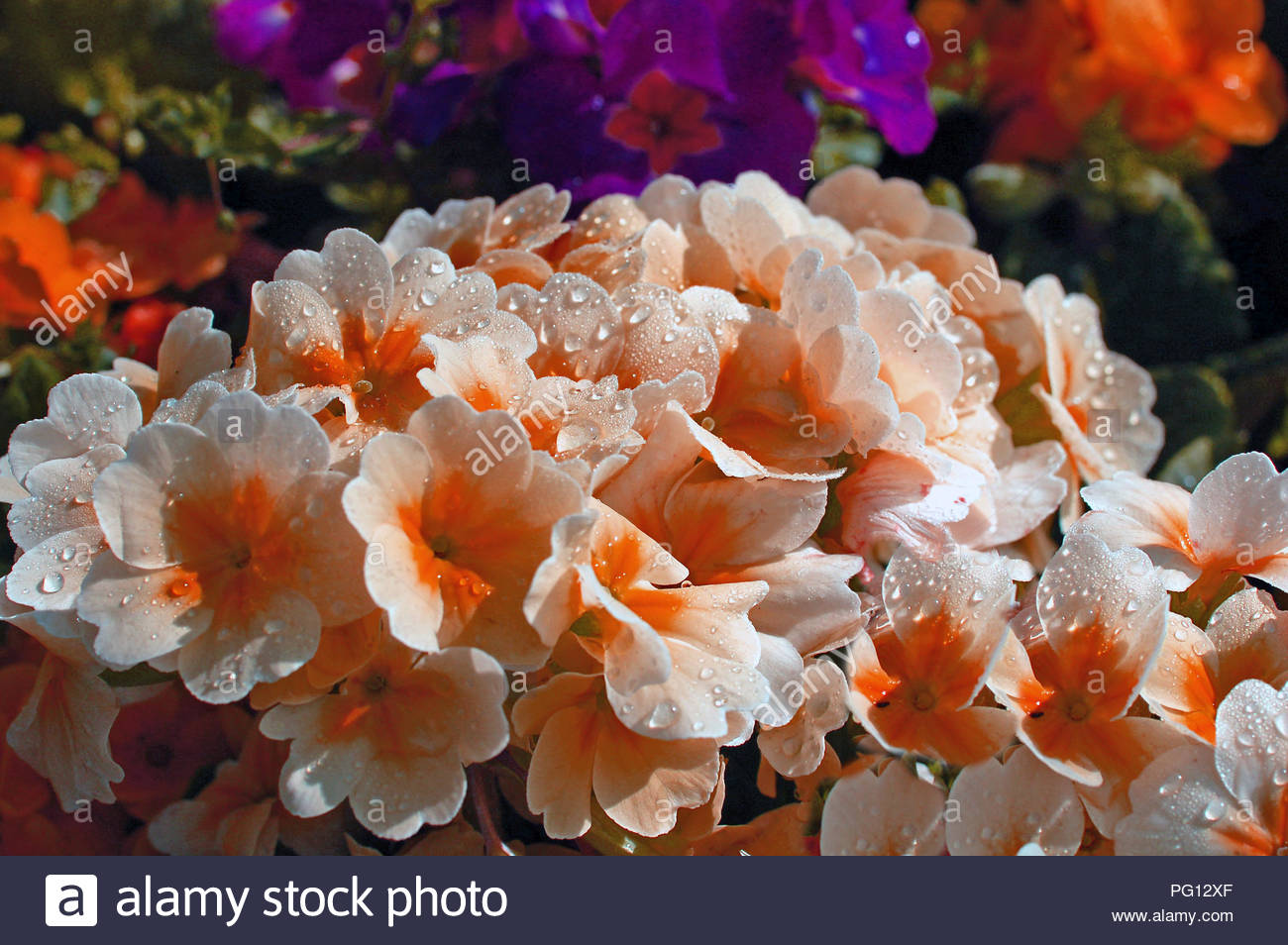 Cluster Of Small Flowers Stock Photos & Cluster Of Small Flowers Stock ...