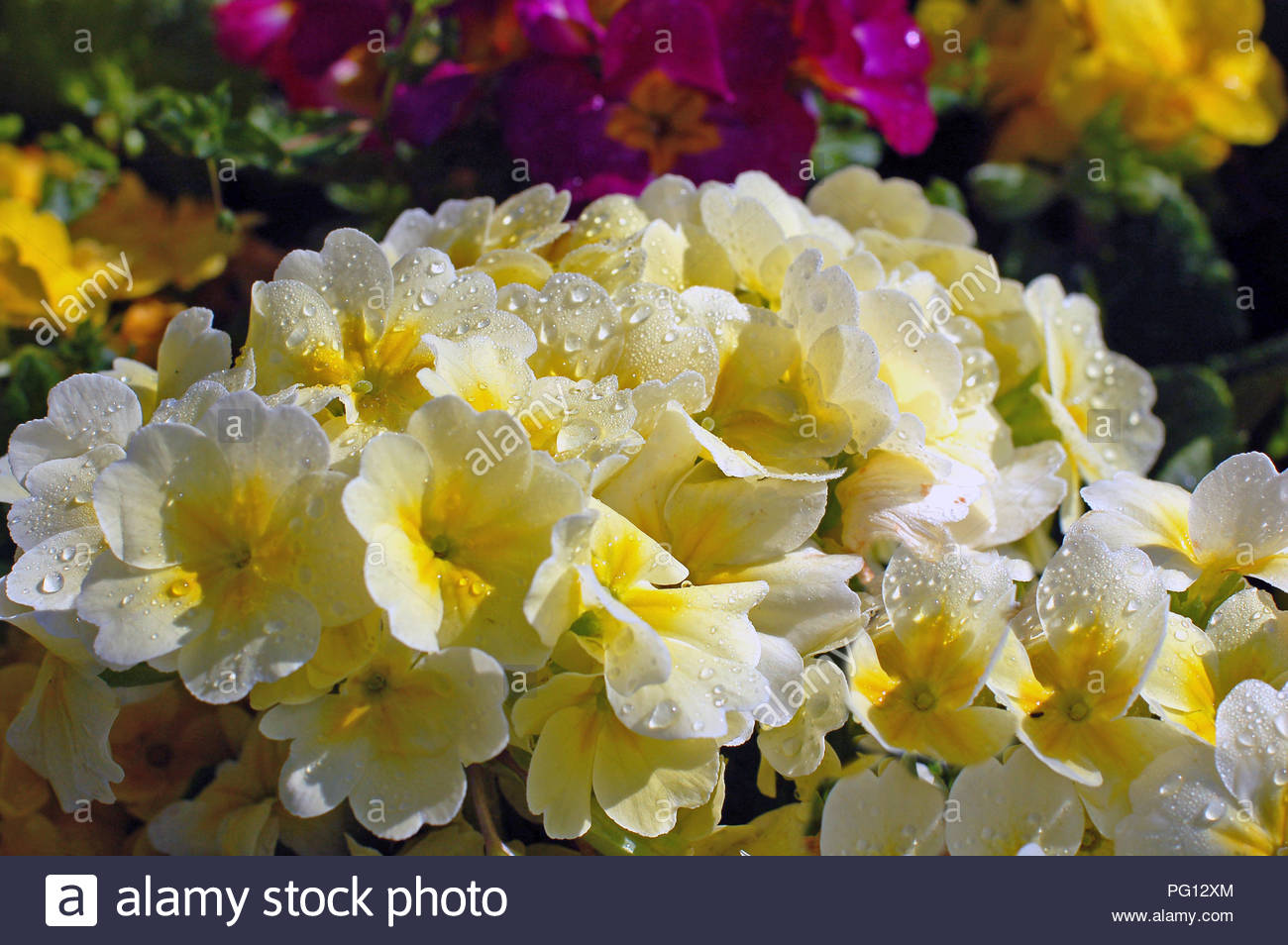 Cluster Of Small Flowers Stock Photos & Cluster Of Small Flowers Stock ...