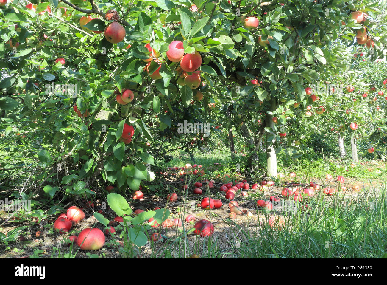 Autumn orchard with fruit trees full of red apples and ripe, rotten on ...