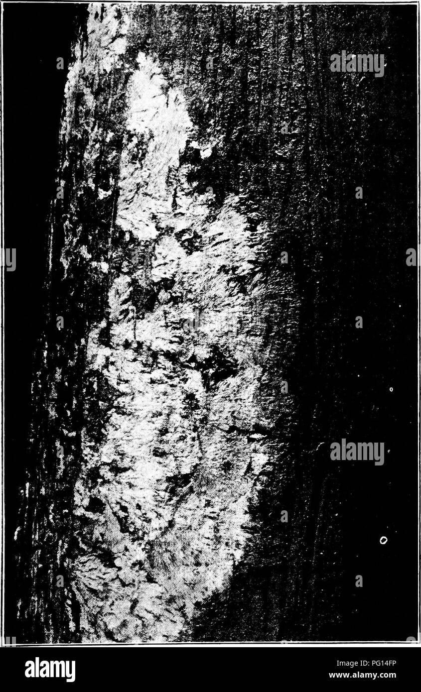 This illustration shows chestnut blight, a devastating fungal disease ...