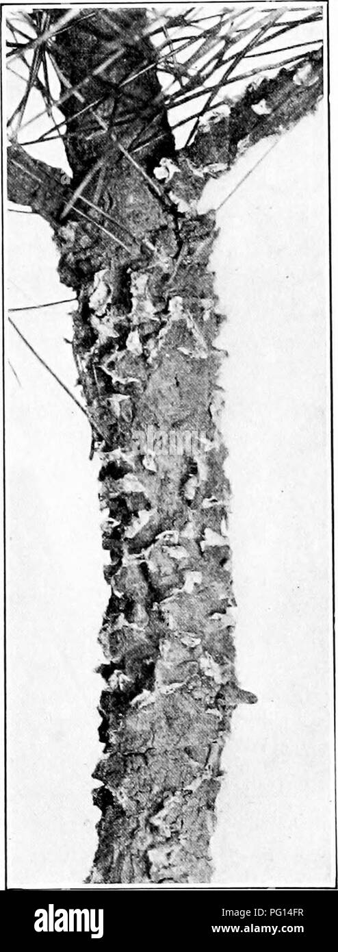 This manual focuses on diseases affecting trees, specifically pine ...