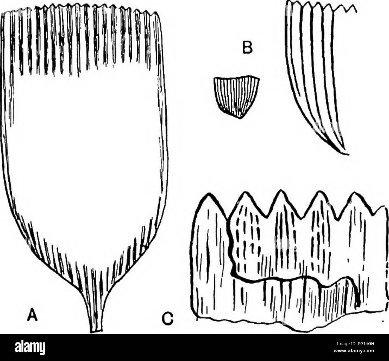 Pteridosperm seeds hi-res stock photography and images - Alamy