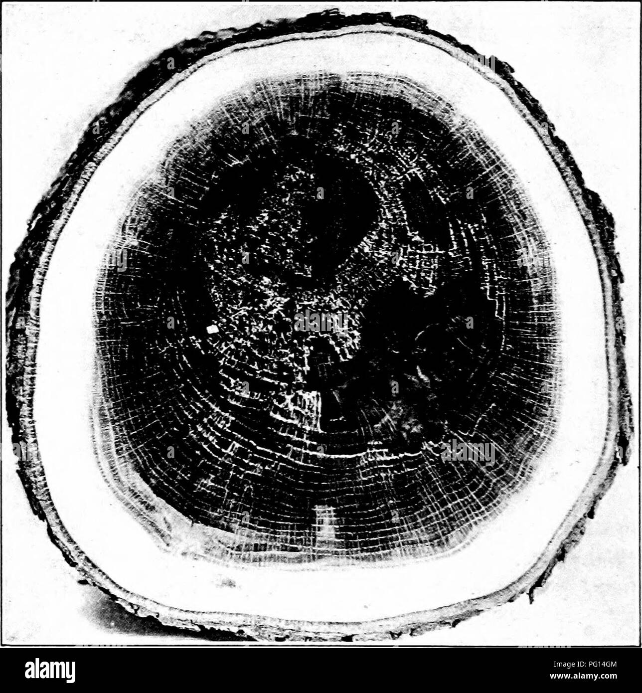 . Manual of tree diseases . Trees. 248 MAXVAL OF TREE DISEASES ...
