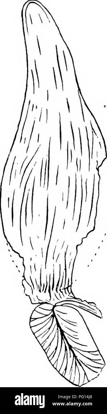 Medullosan