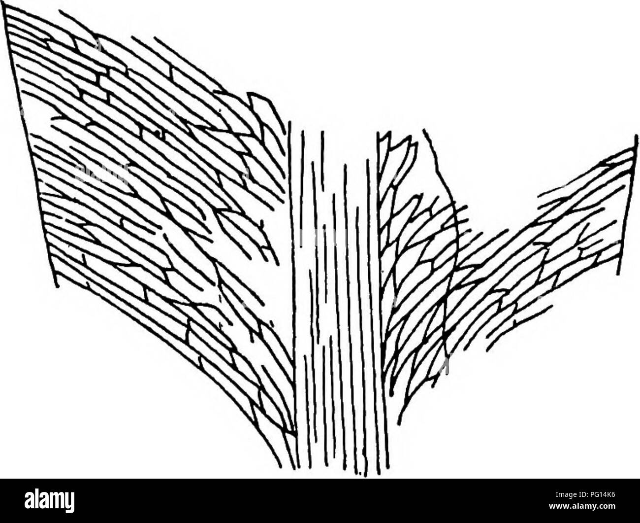Glossopteris hi-res stock photography and images - Alamy
