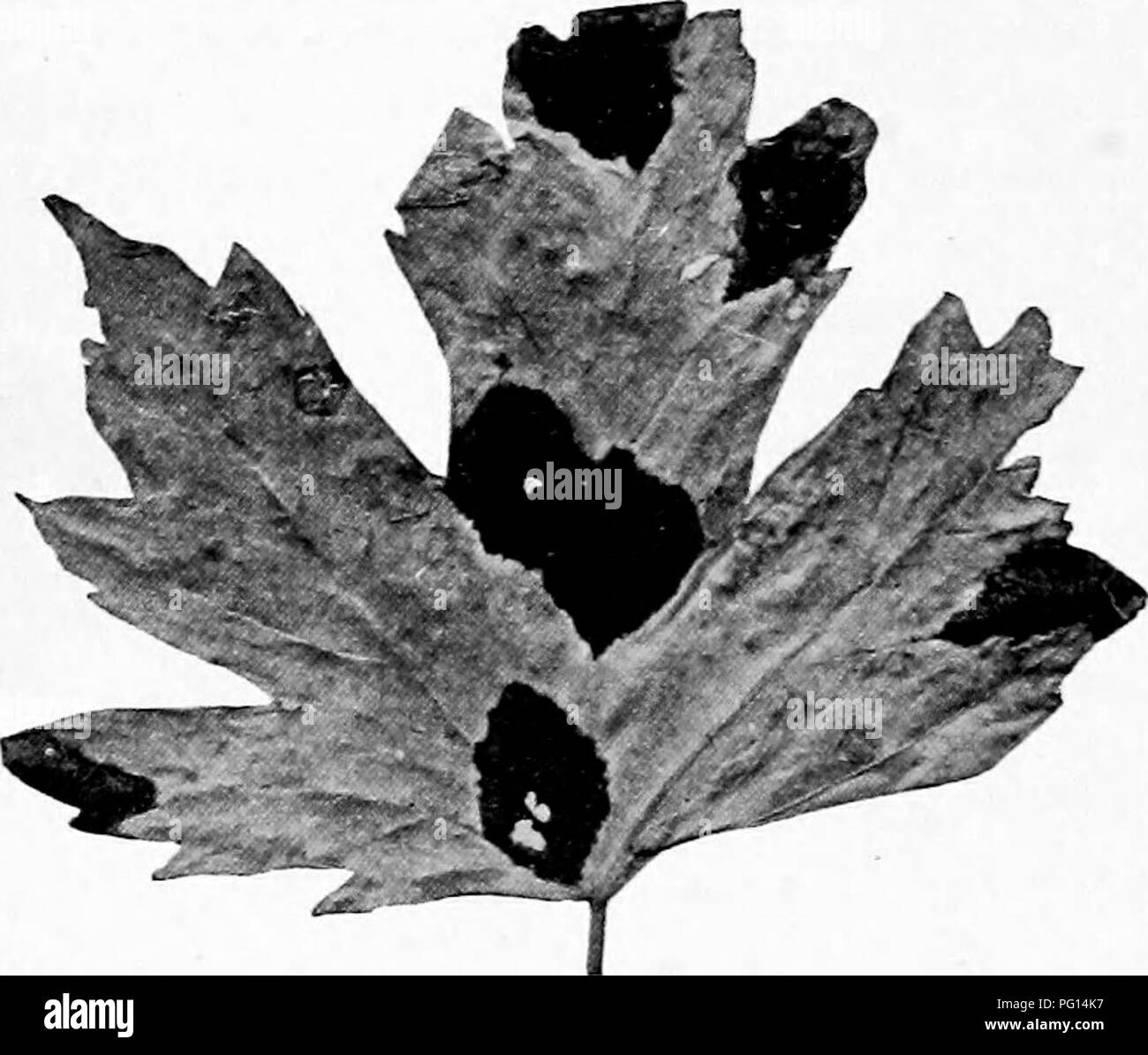 The manual discusses the identification and management of tree diseases ...