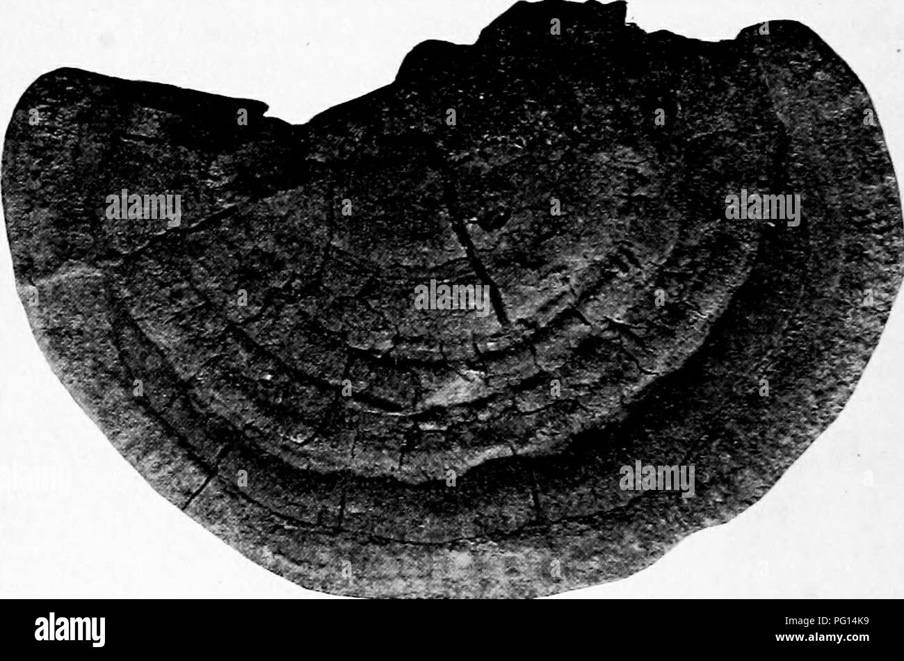 Sapwood Decay High Resolution Stock Photography and Images - Alamy