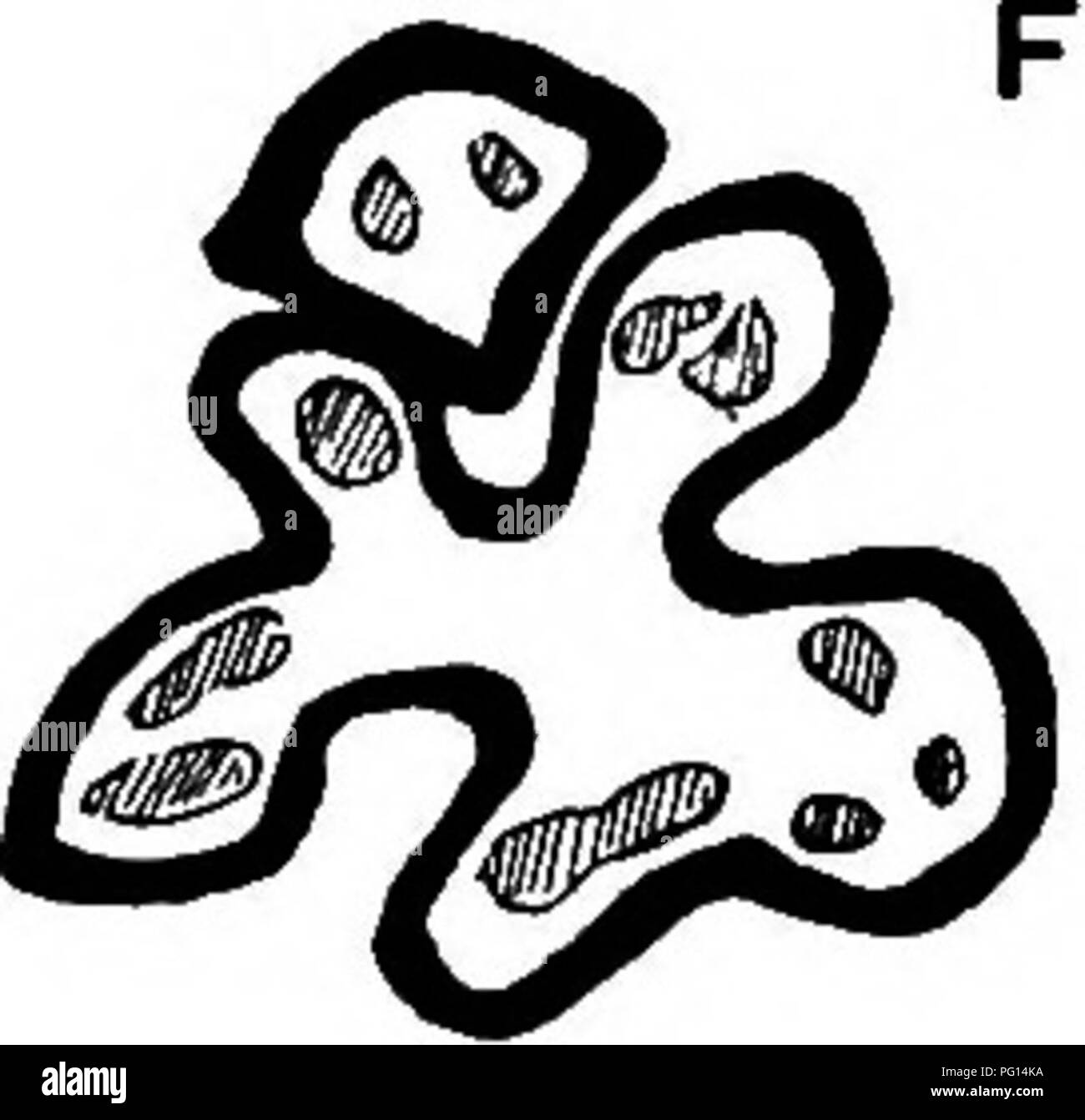 . Fossil plants : for students of botany and geology . Paleobotany. Fig ...