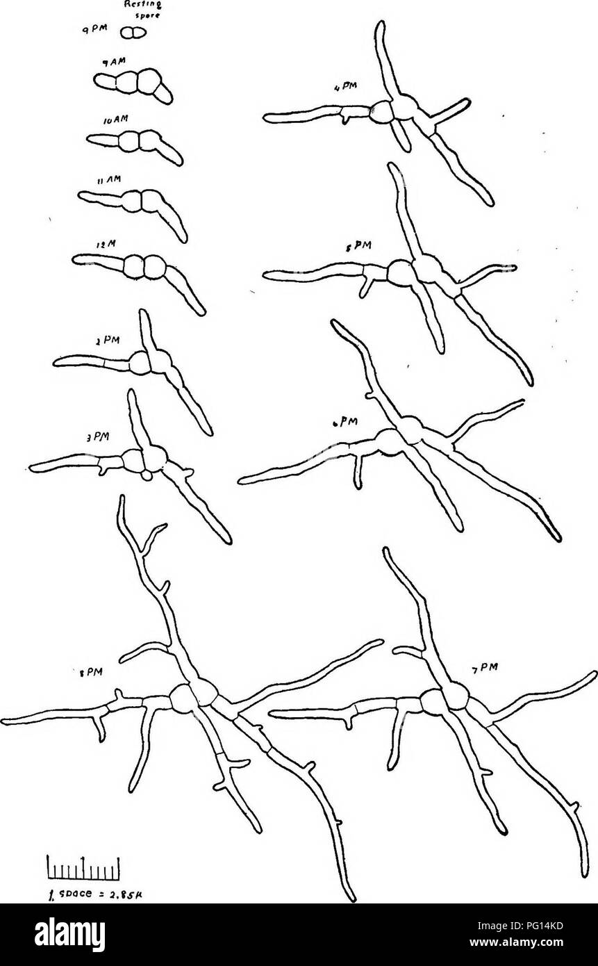 Stages of the chestnut hi-res stock photography and images - Alamy