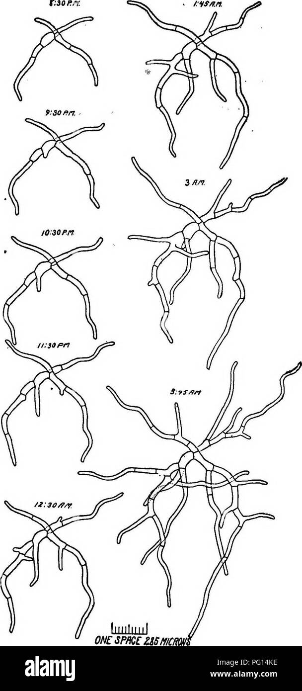 Stages of the chestnut hi-res stock photography and images - Alamy