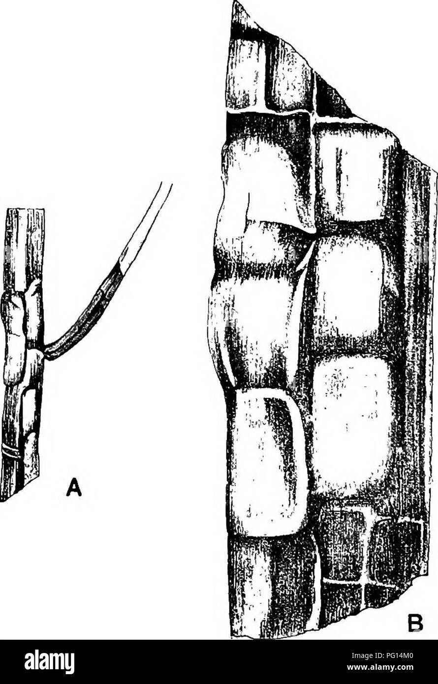 Longitudinal grooves hi-res stock photography and images - Alamy