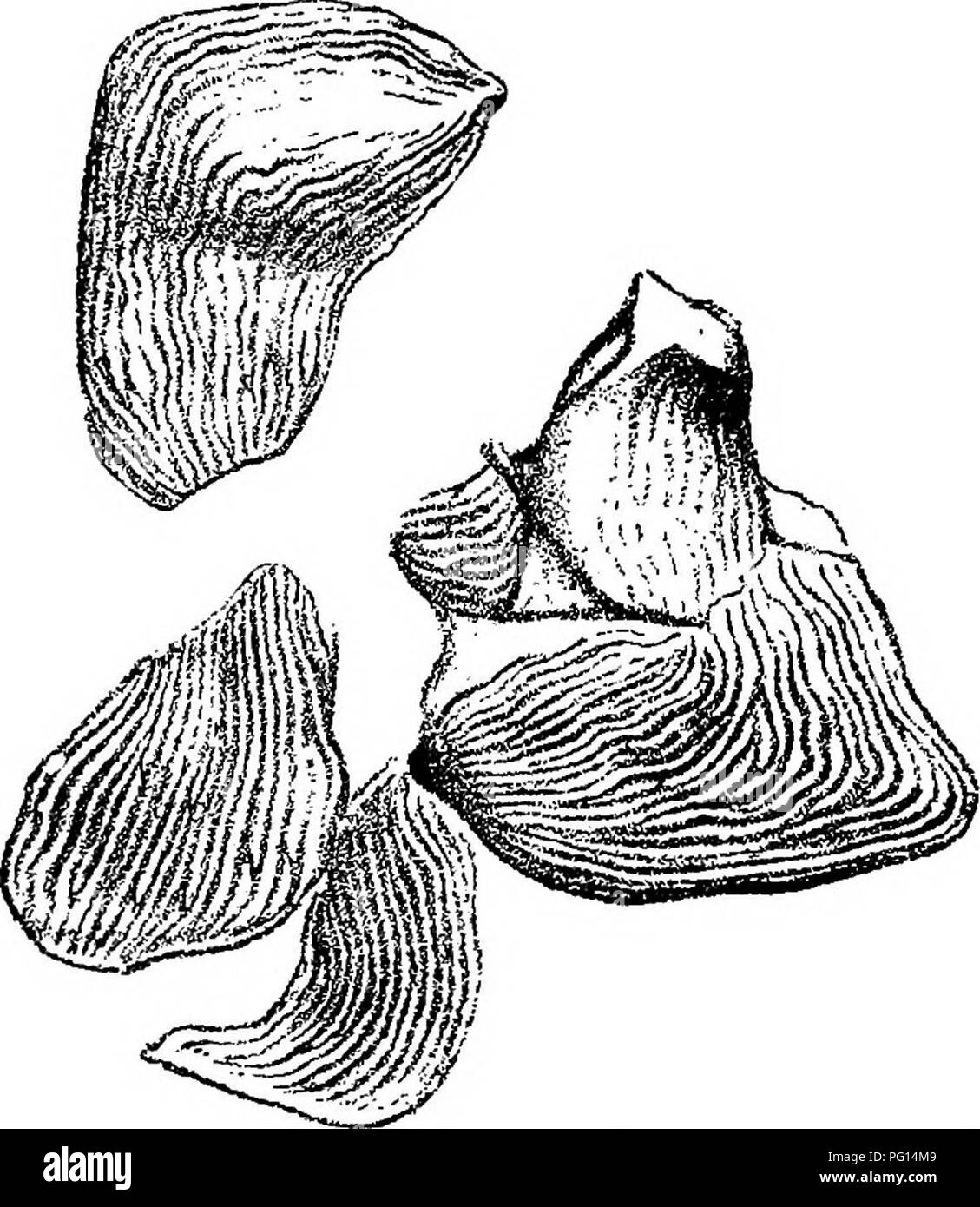 Glossopteris Plant Fossil