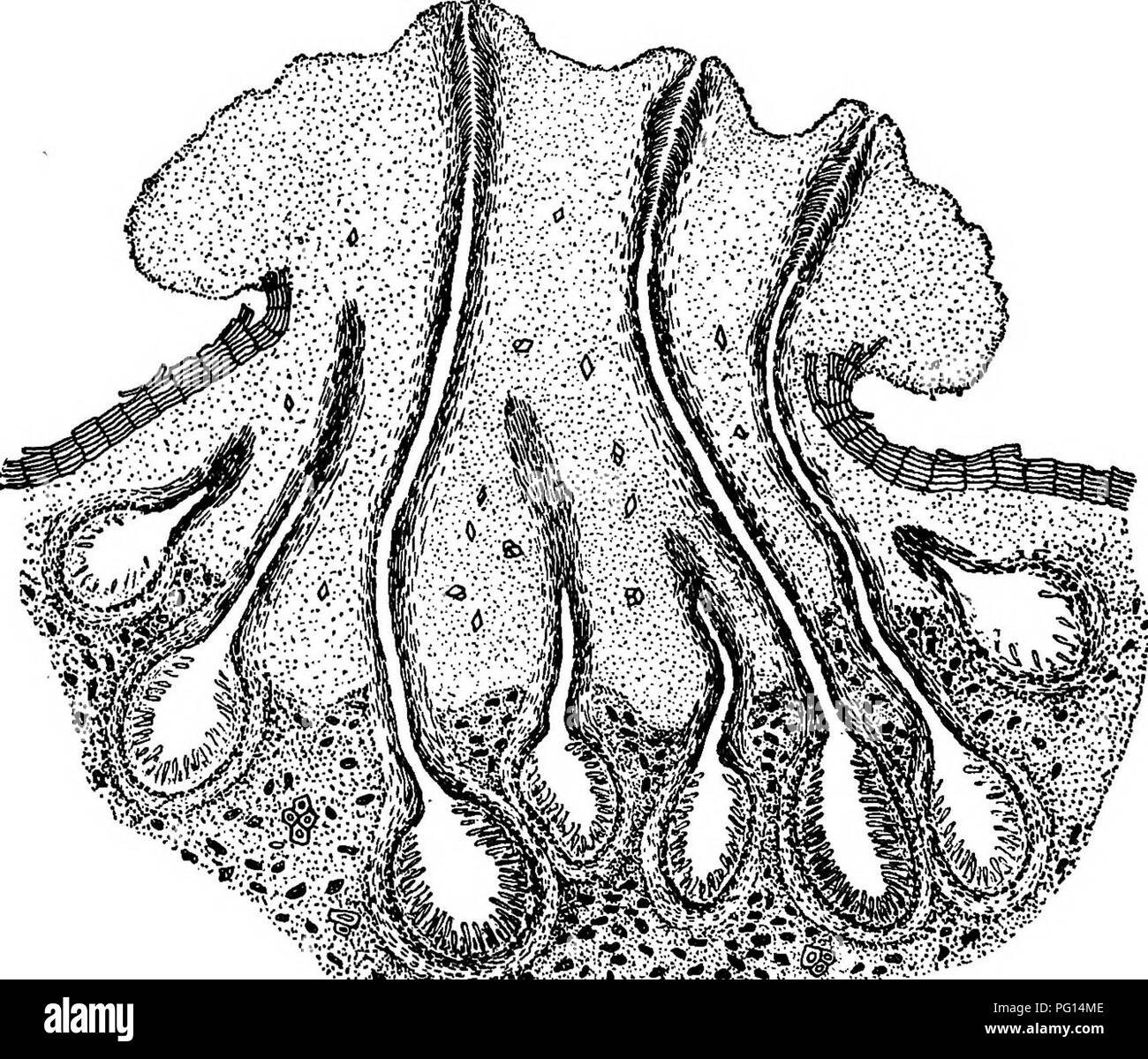 A scientific study on chestnut blight, detailing its pathology, cross ...