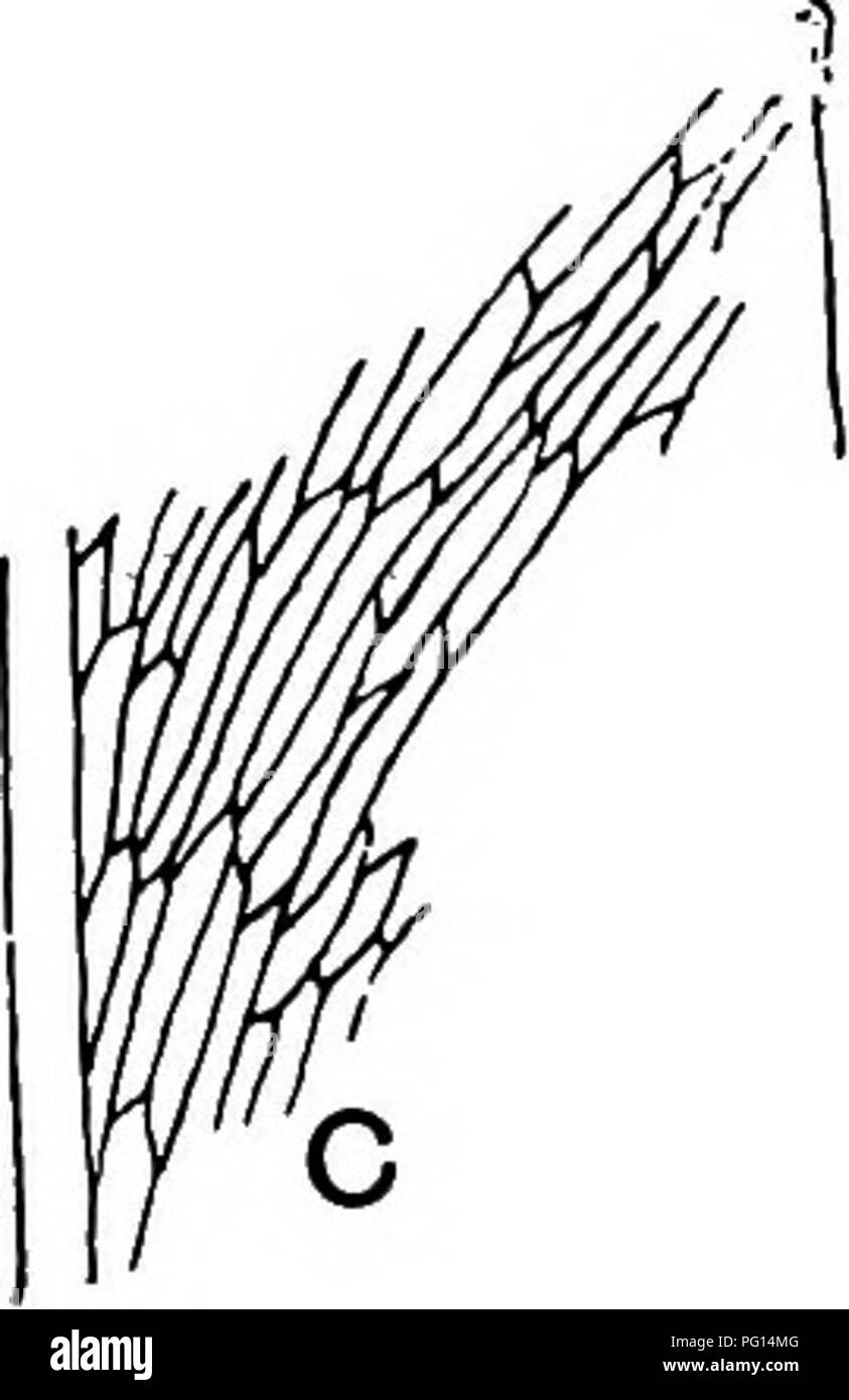 Fossil glossopteris leaf hi-res stock photography and images - Alamy