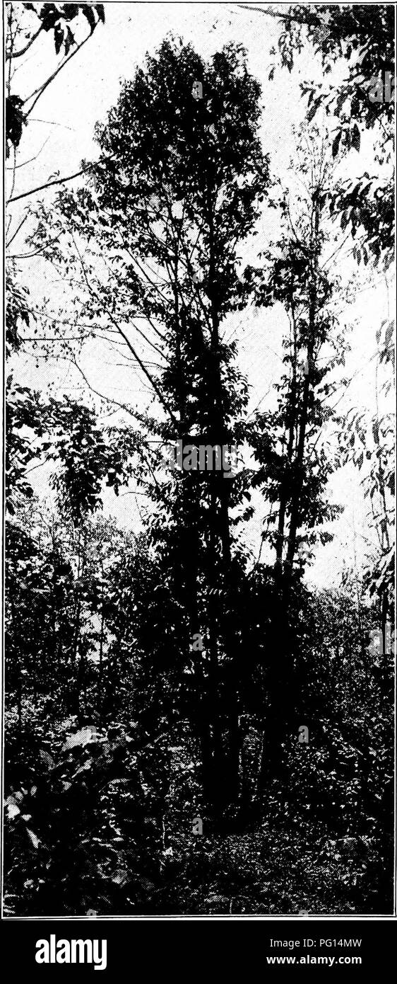 . Chestnut blight. Chestnut blight; Chestnut. Endothia Canker of ...