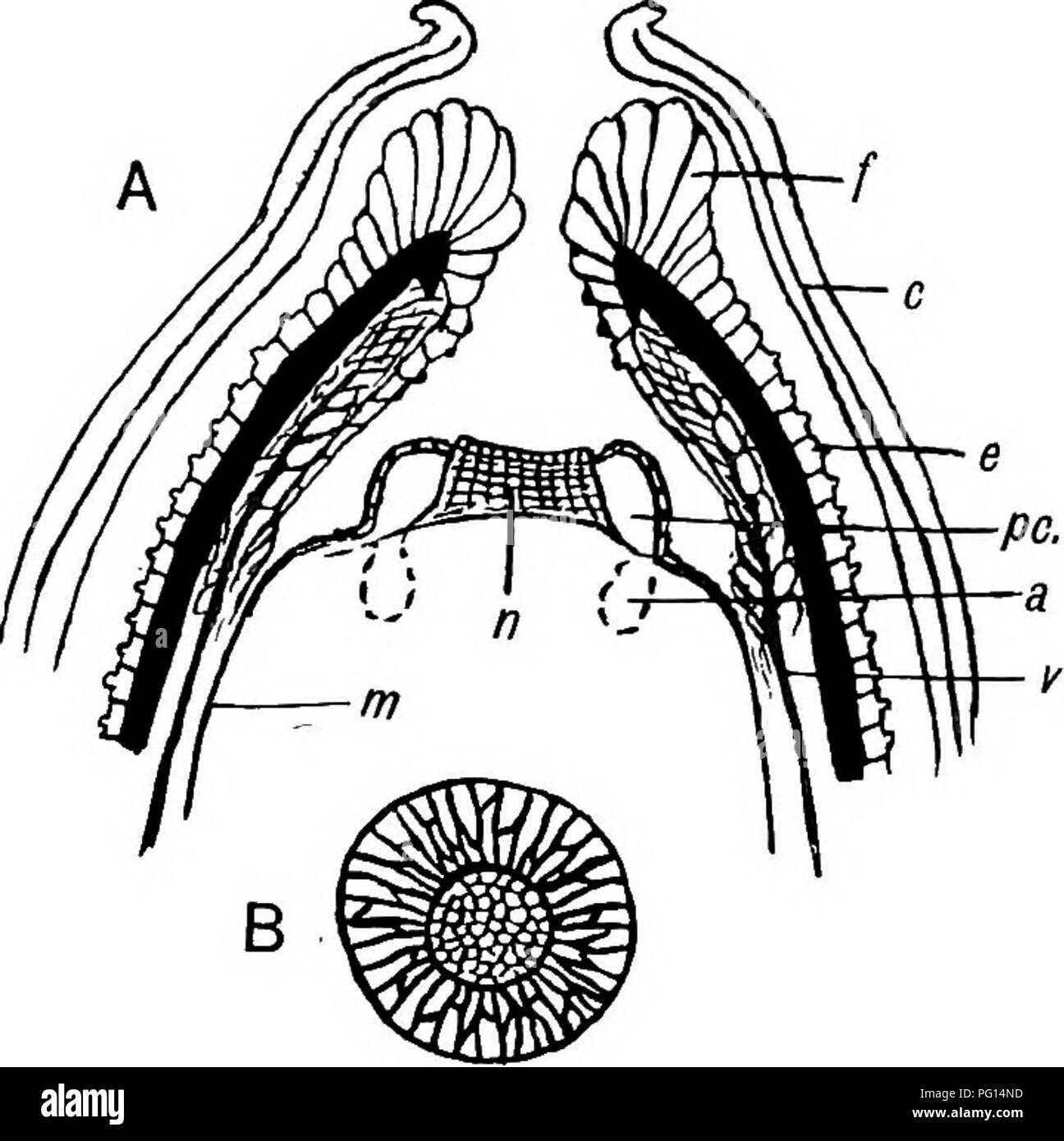 This work on paleobotany discusses fossil plants, including ...