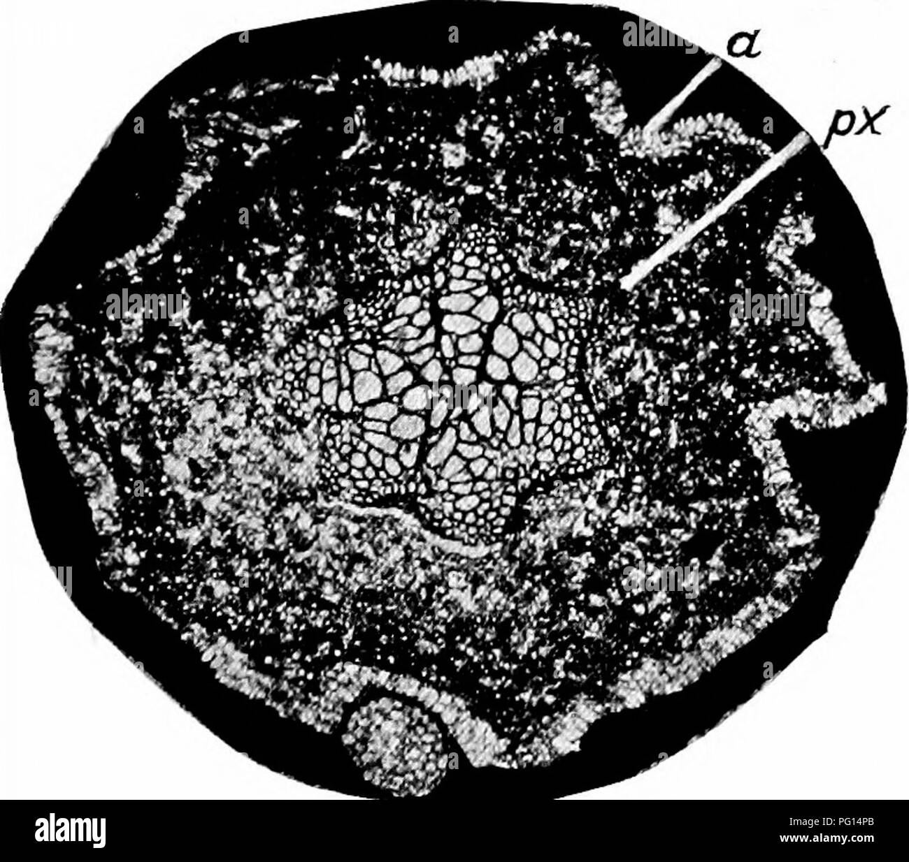 This text focuses on the fossilized remains of plants, particularly the ...