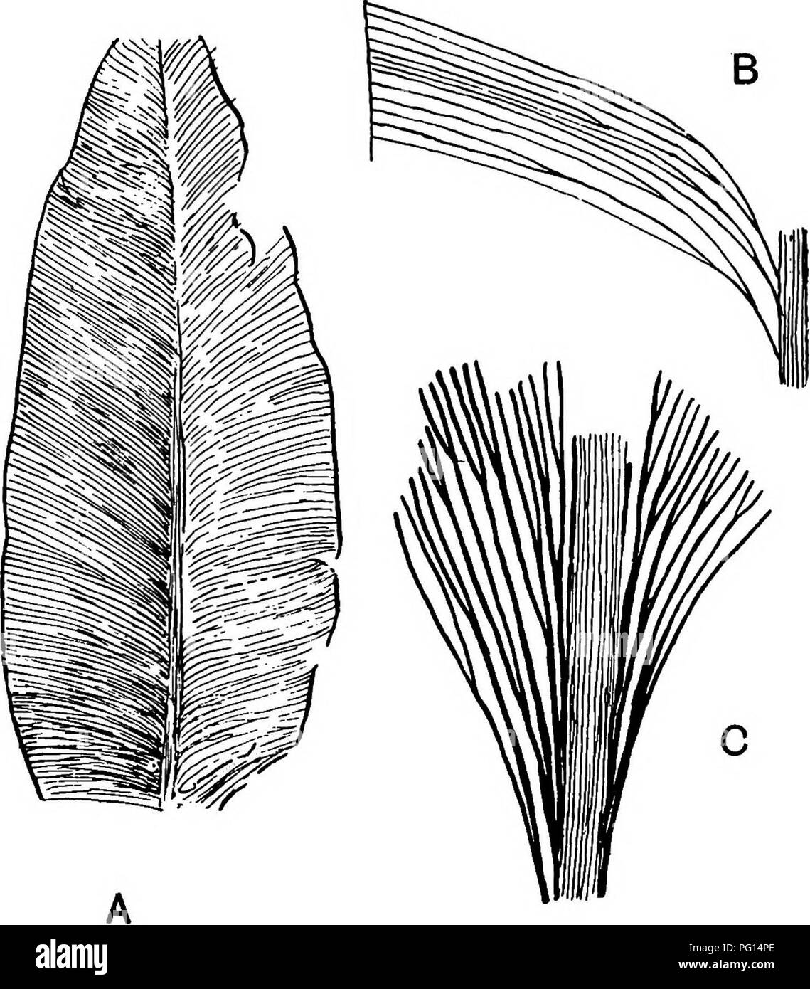 . Fossil plants : for students of botany and geology . Paleobotany ...
