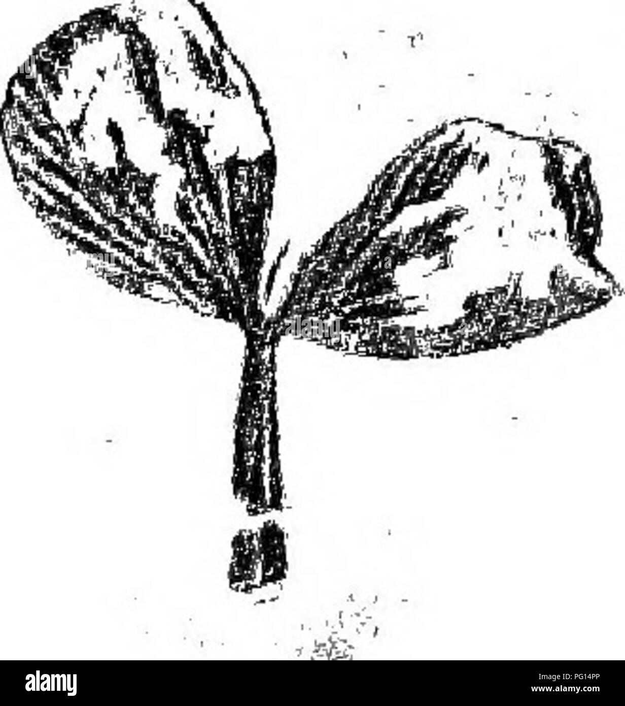 . Fossil plants : for students of botany and geology . Paleobotany ...