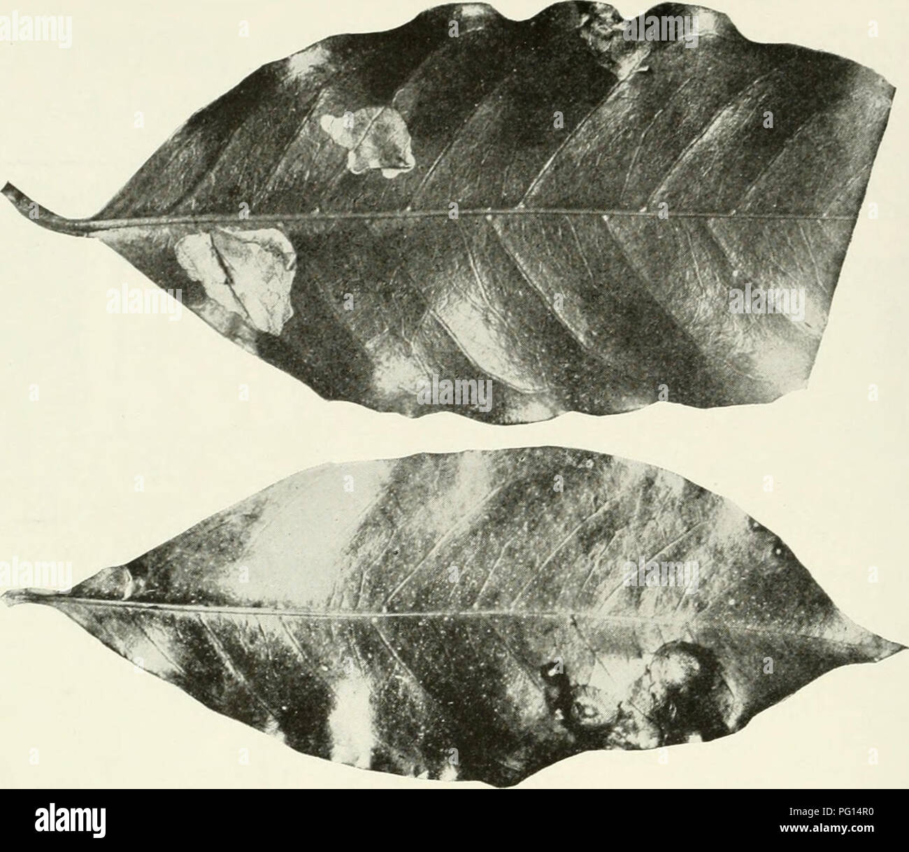 Crop depredation hi-res stock photography and images - Alamy