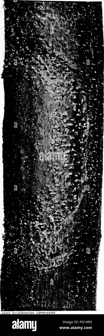 American chestnut blight Black and White Stock Photos & Images - Alamy