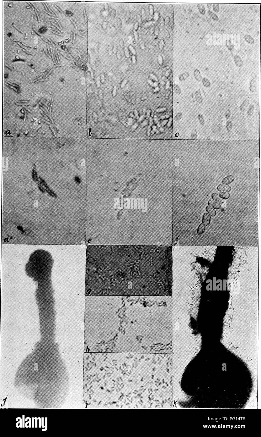 Stages of the chestnut Black and White Stock Photos & Images - Alamy