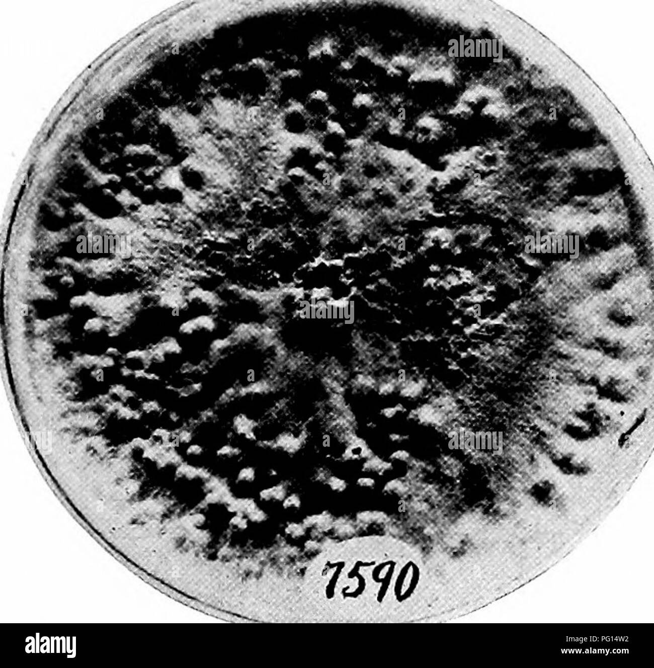 This document examines chestnut blight, a fungal disease affecting ...