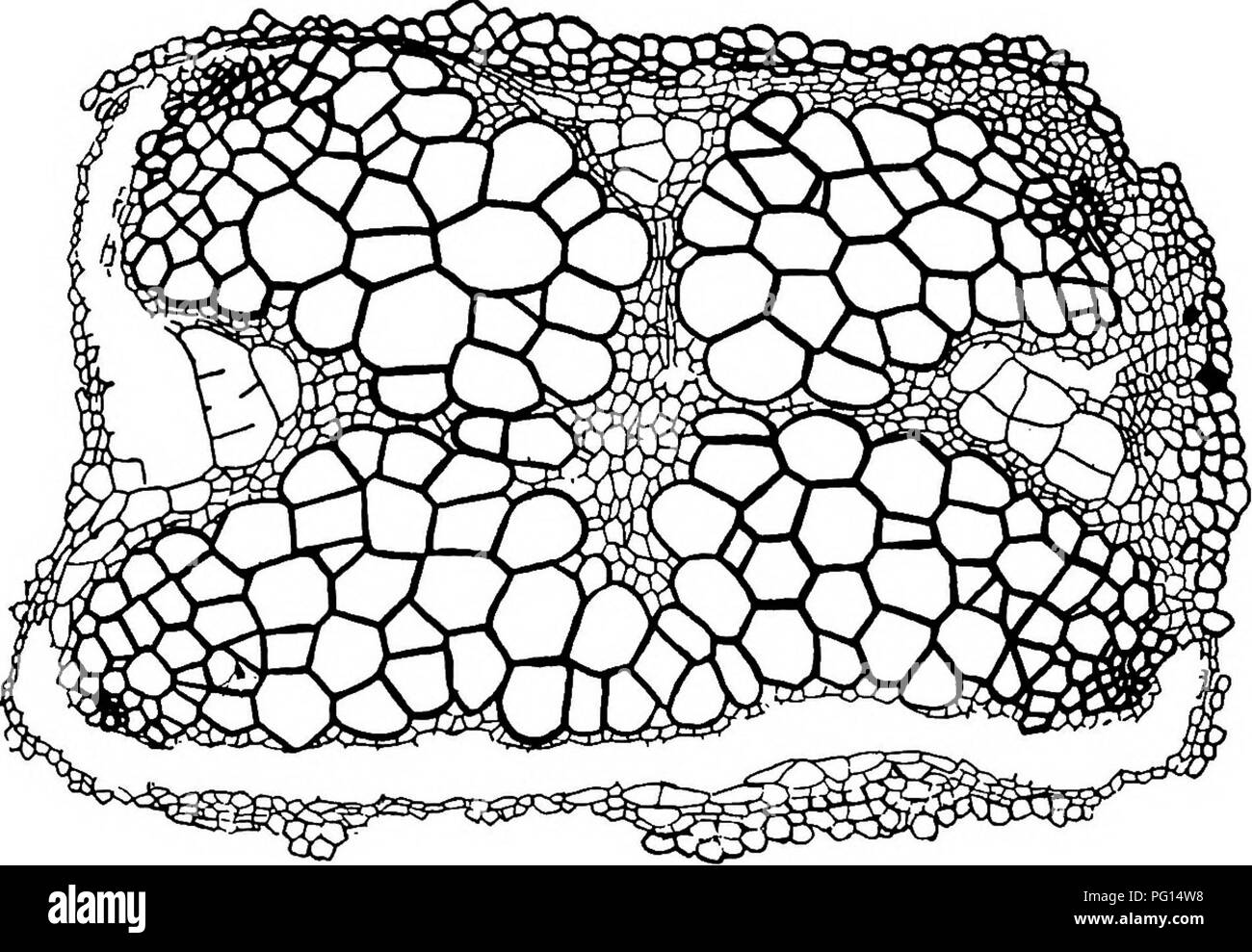 . Fossil plants : for students of botany and geology . Paleobotany. 464 ...