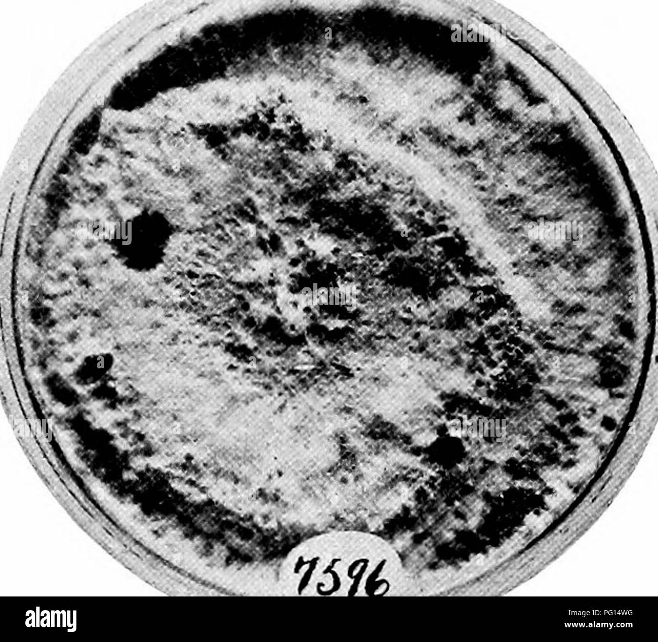 This image from 1906-1960 shows chestnut blight, a devastating disease ...