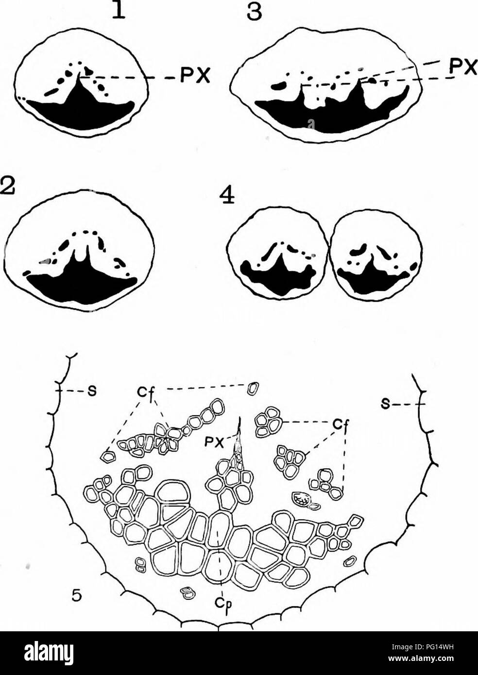 This textbook provides a detailed study of fossil plants, focusing on ...