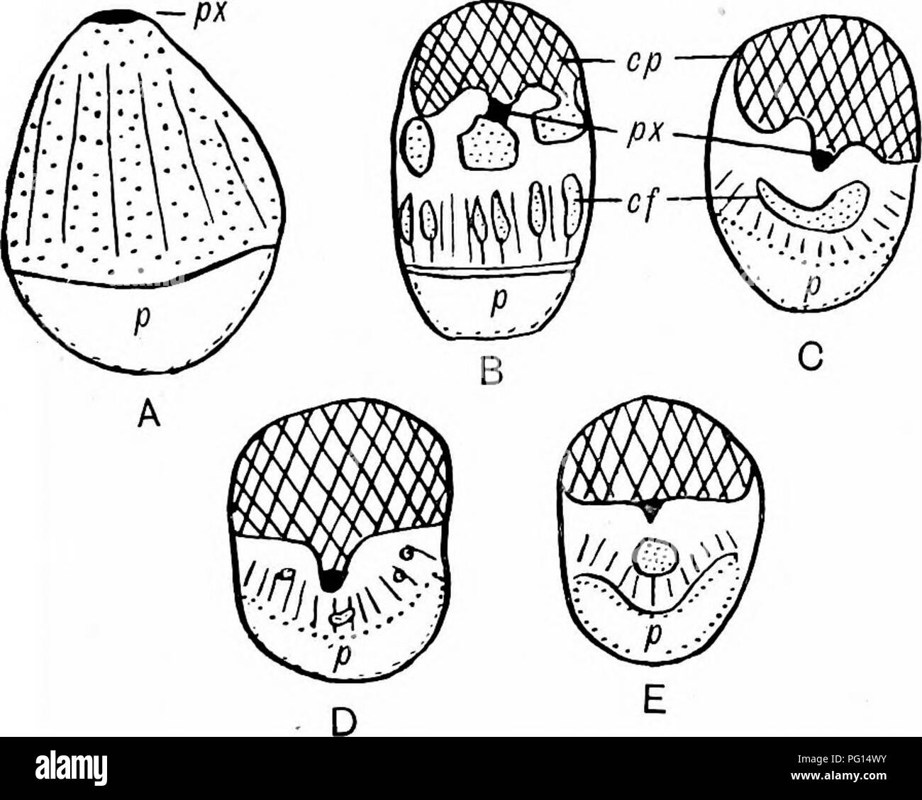 Vascular bundle in leaf hi-res stock photography and images - Alamy