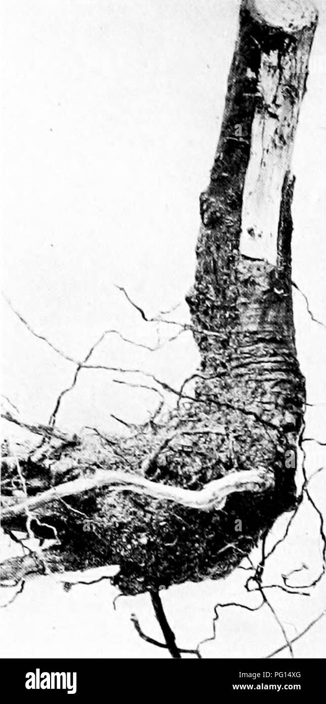 This manual outlines the various root diseases and injuries that affect ...