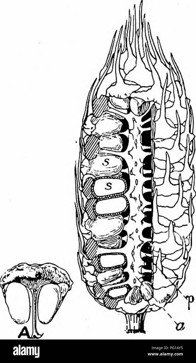 Ovoid cones hi-res stock photography and images - Alamy