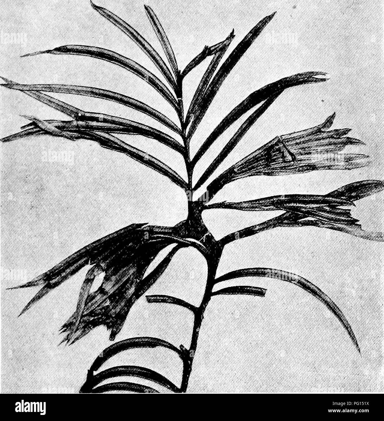 . Fossil plants : for students of botany and geology . Paleobotany. C ...