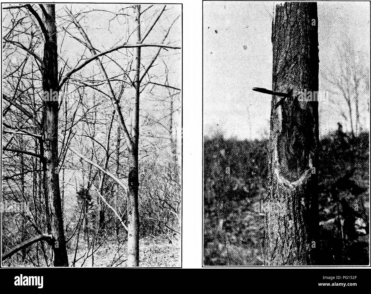 Bookleafn High Resolution Stock Photography and Images - Alamy